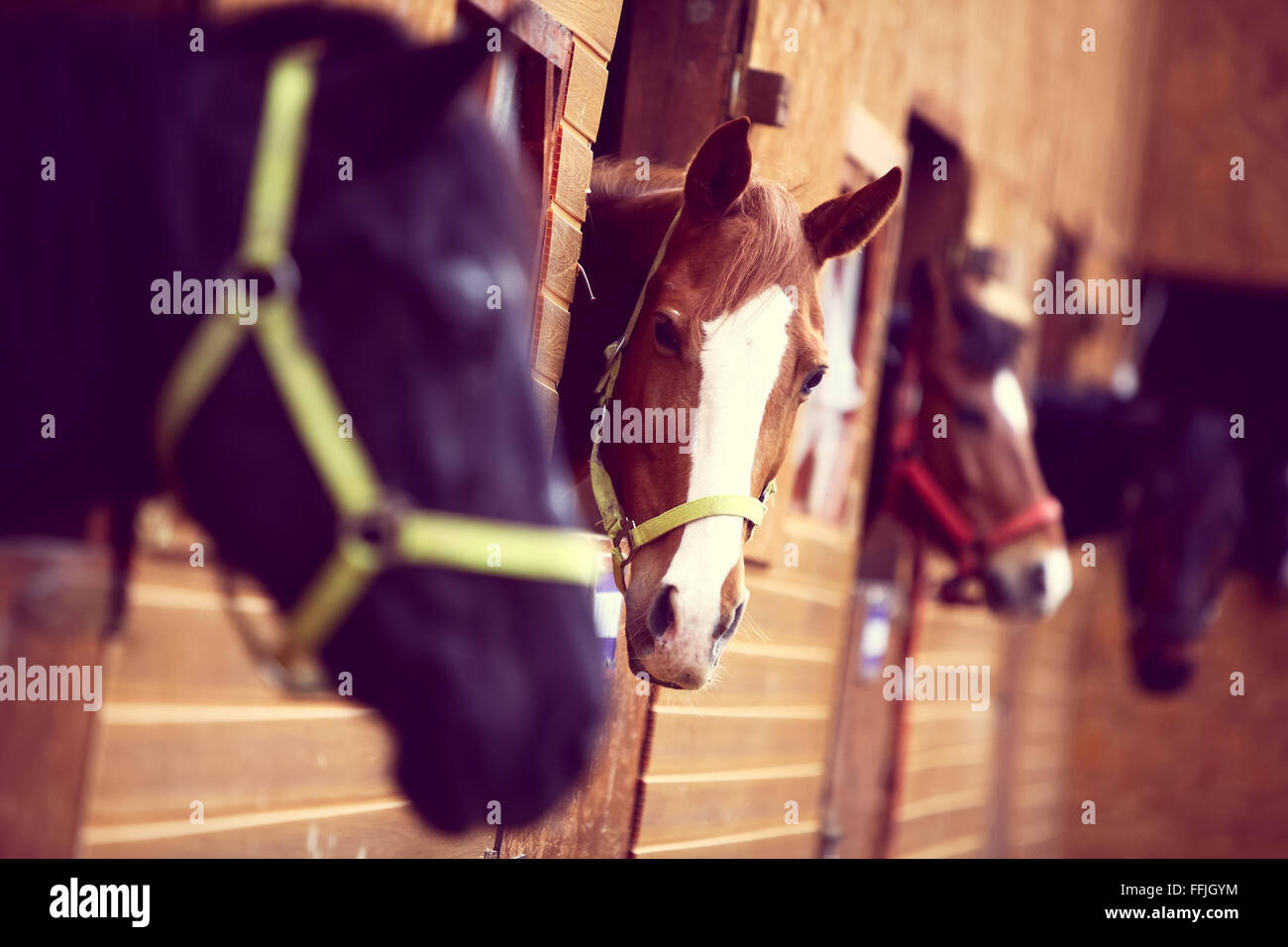 Color shot of some horses in a stable Stock Photo - Alamy