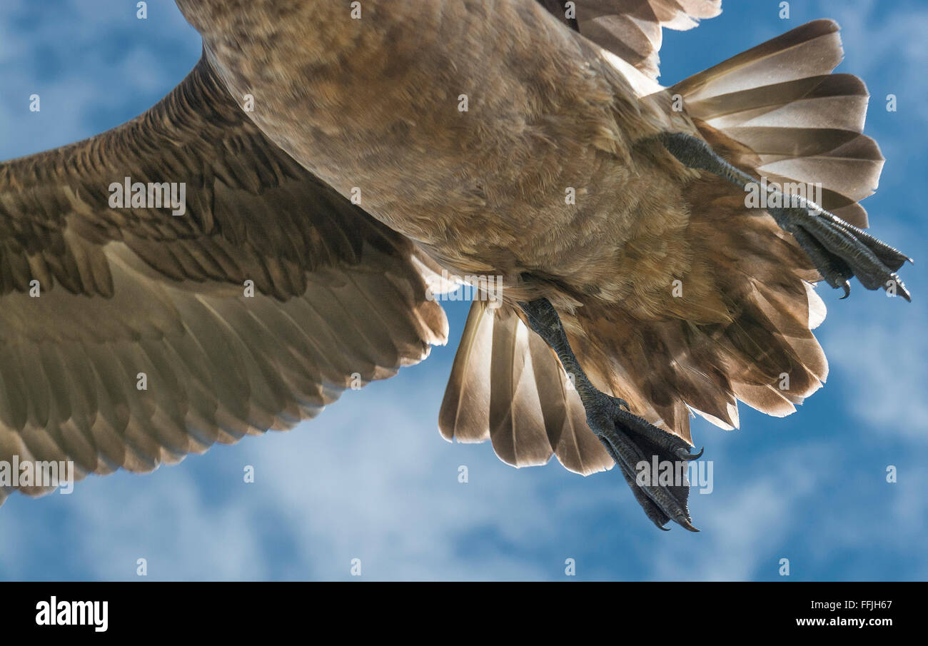 underbelly and claws of bonxie during attack on st kilda a great skua ...