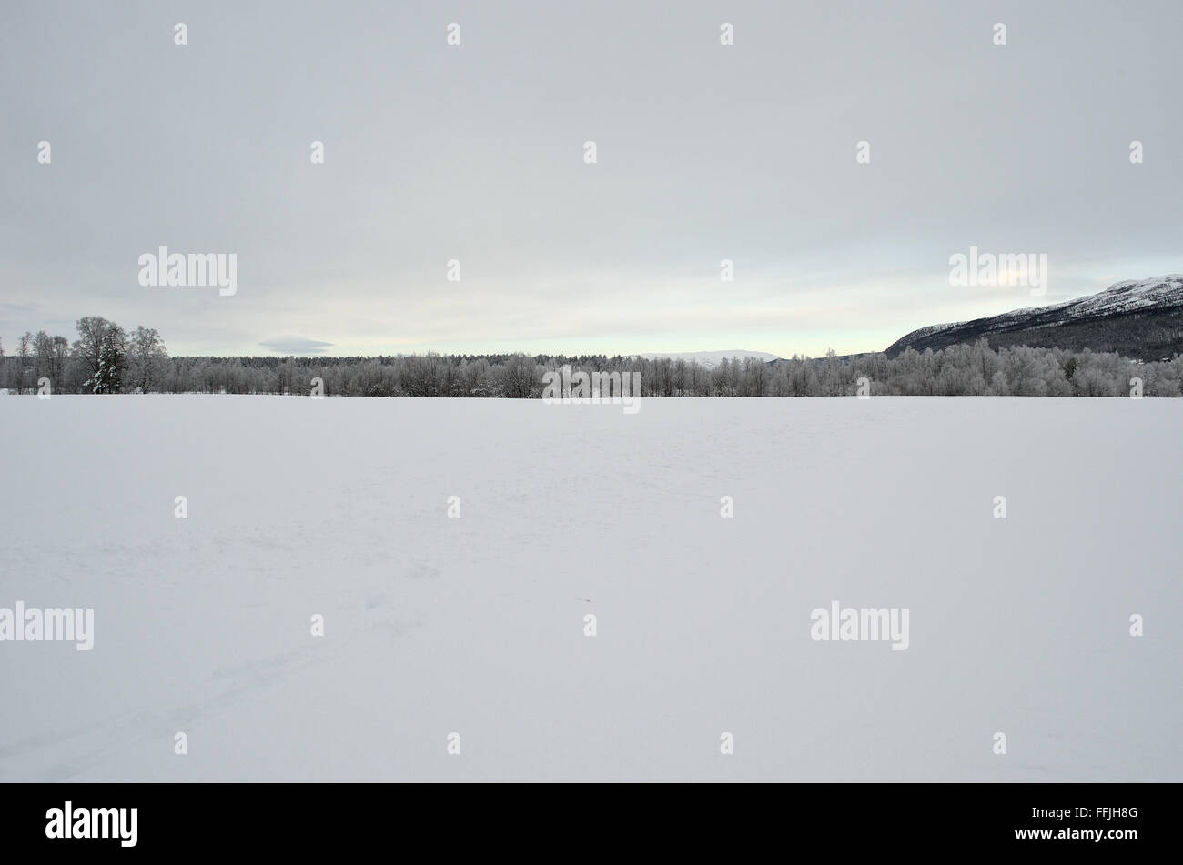snowy winter field with frost covered forest Stock Photo - Alamy