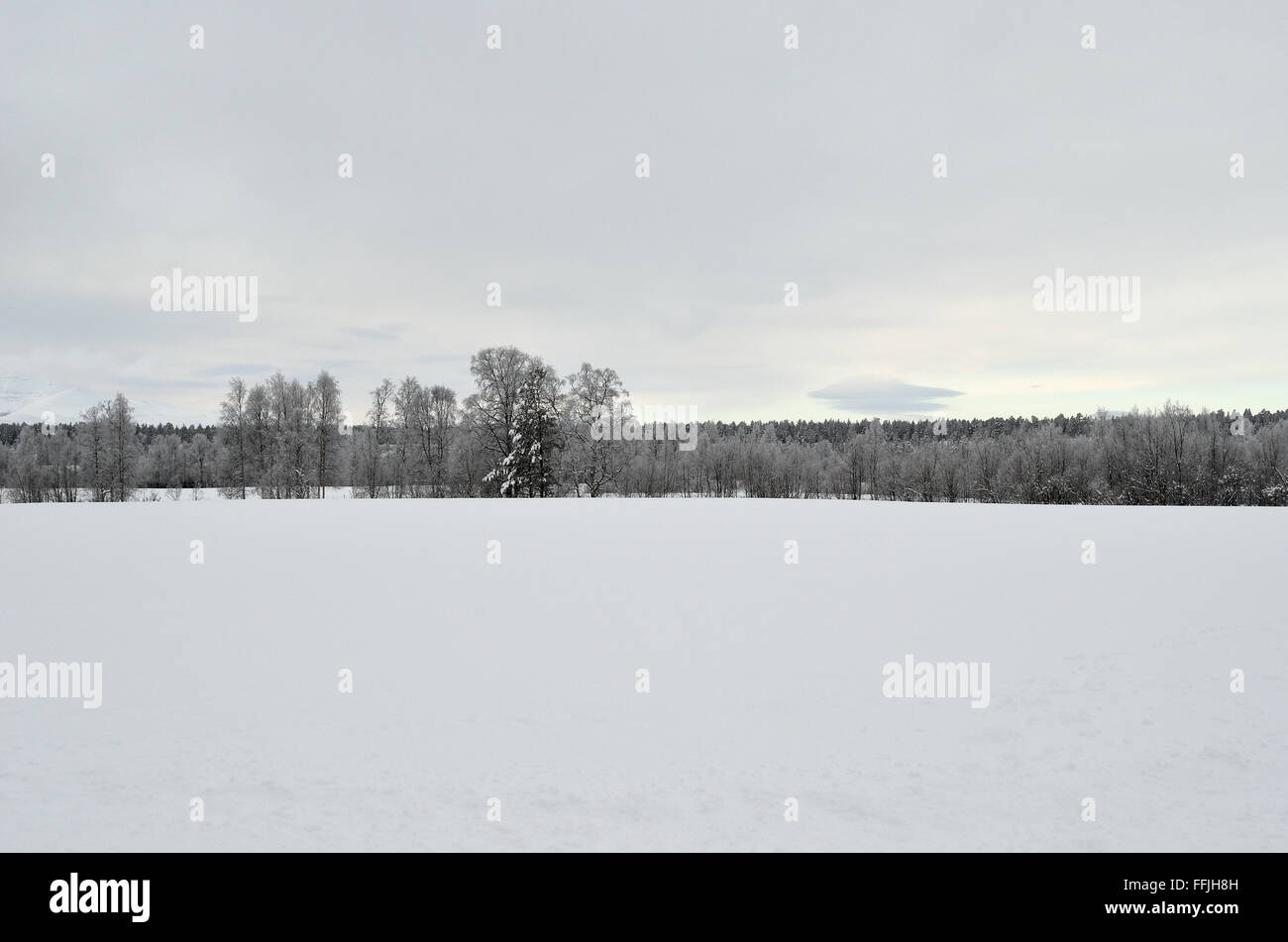 snowy winter field with frost covered forest Stock Photo - Alamy