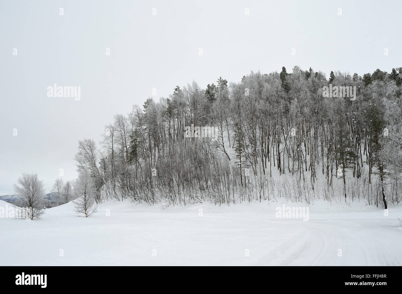 ice and rime covered trees on hill in winter Stock Photo - Alamy