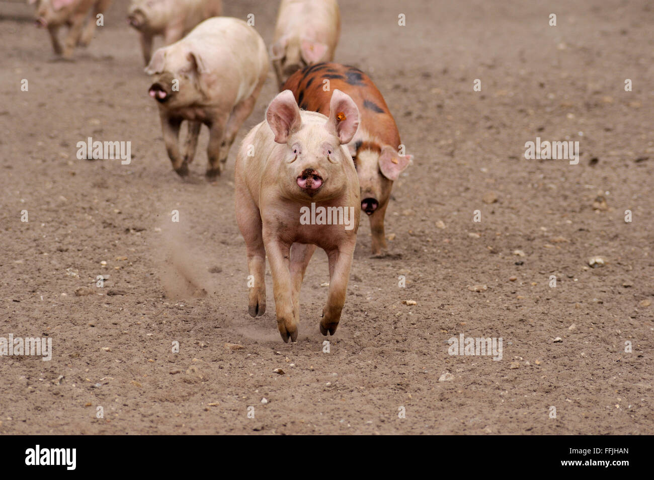 Domestic pig, running, in pig enclosure on pig farm in Suffolk, April ...