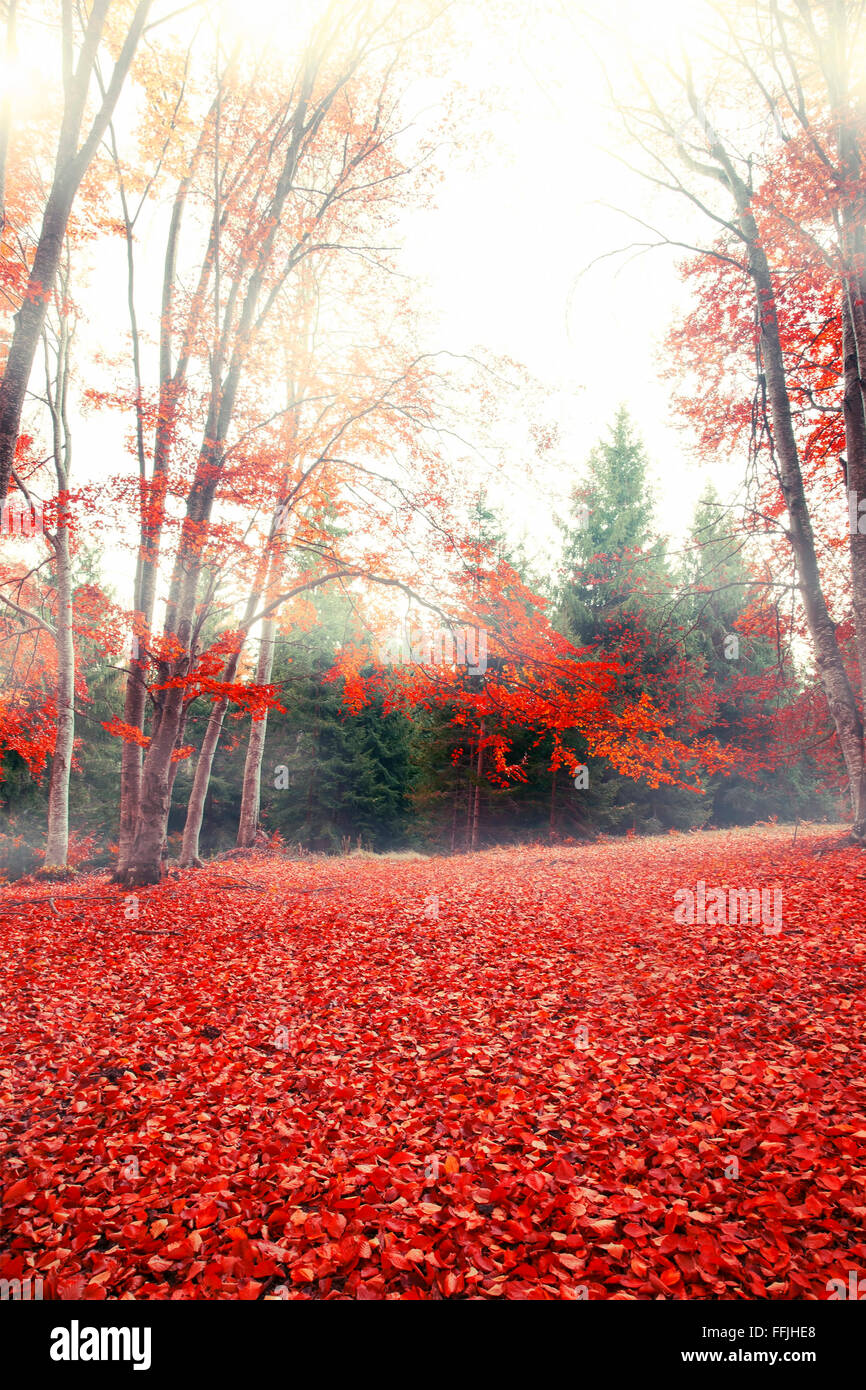 Red Autumn Forest Wallpaper