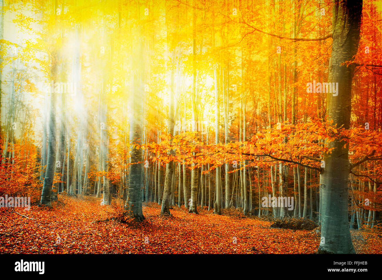 Sunlight in the magic autumn forest Stock Photo - Alamy