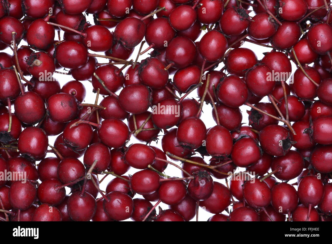 Closeup of fresh hawthorn fruits Stock Photo - Alamy