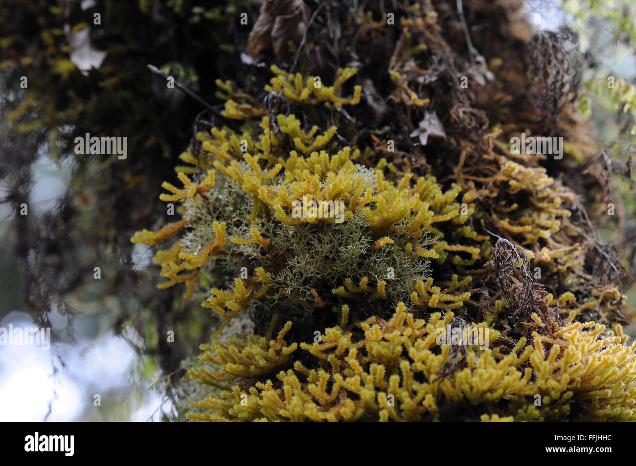 Lichen in the forest hi-res stock photography and images - Alamy