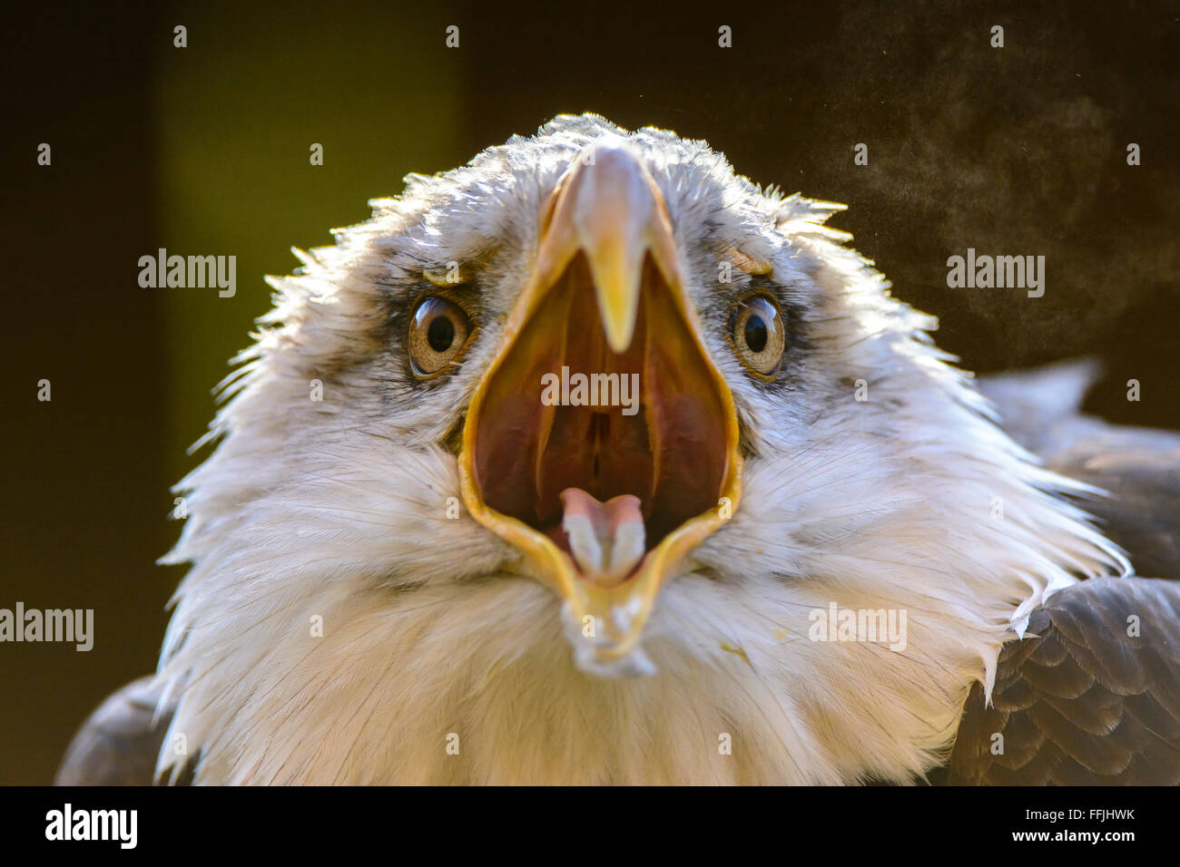 A headshot of a Bald Eagle with mouth open Stock Photo - Alamy