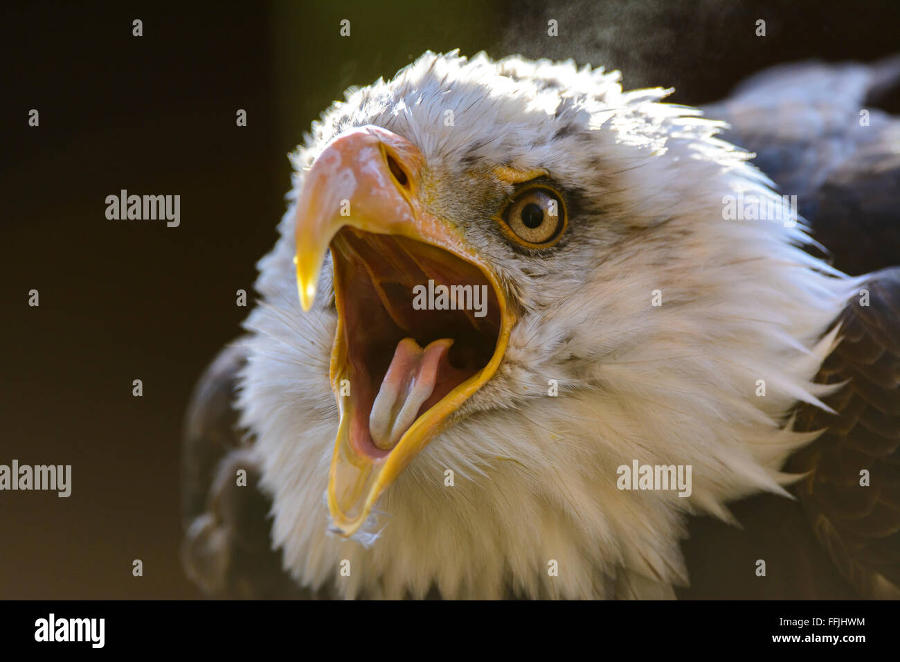 Bald Eagle Headshot Stock Photos & Bald Eagle Headshot Stock Images - Alamy