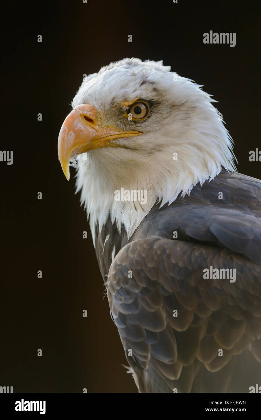 A headshot of a Bald Eagle Stock Photo - Alamy