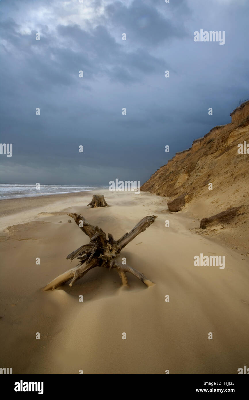 Fallen tree stump on Covehithe beach, with sand being blown along the ...