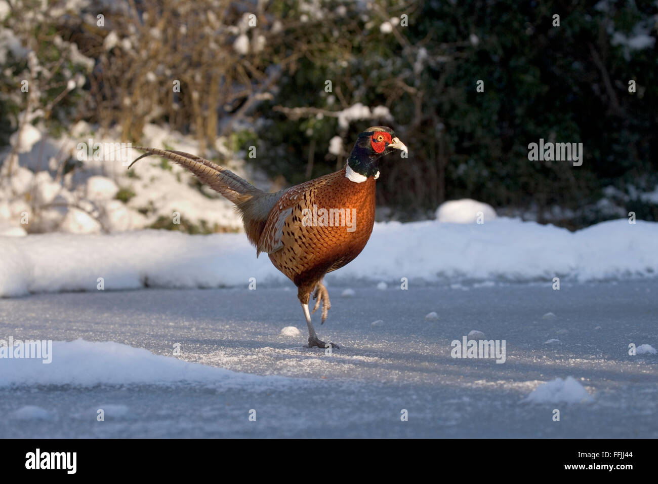 Male Pheasant standing in garden Stock Photo - Alamy