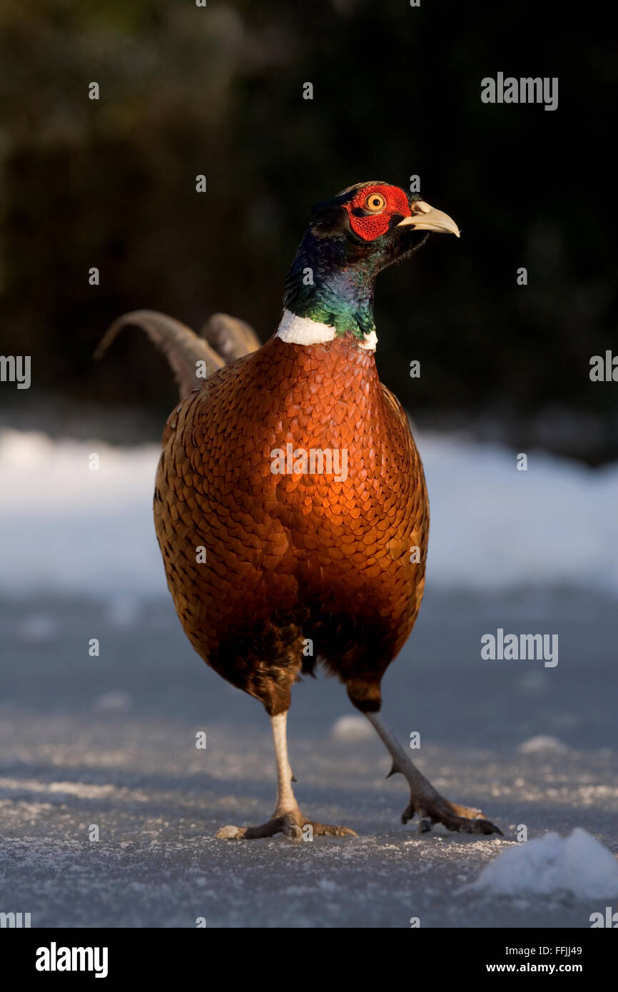 Male Pheasant standing in garden Stock Photo - Alamy