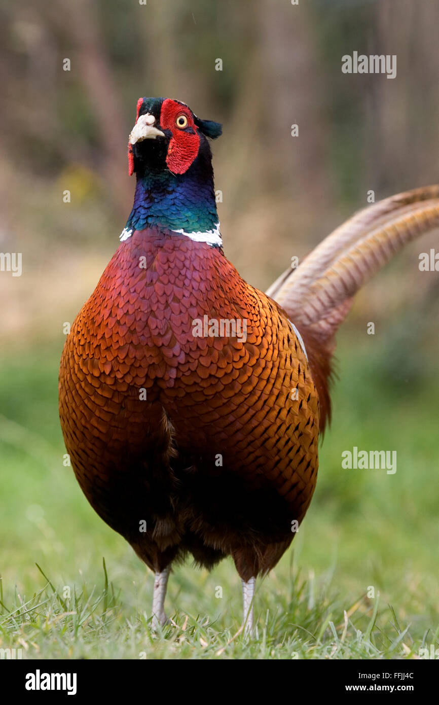 Male Pheasant standing in garden Stock Photo - Alamy