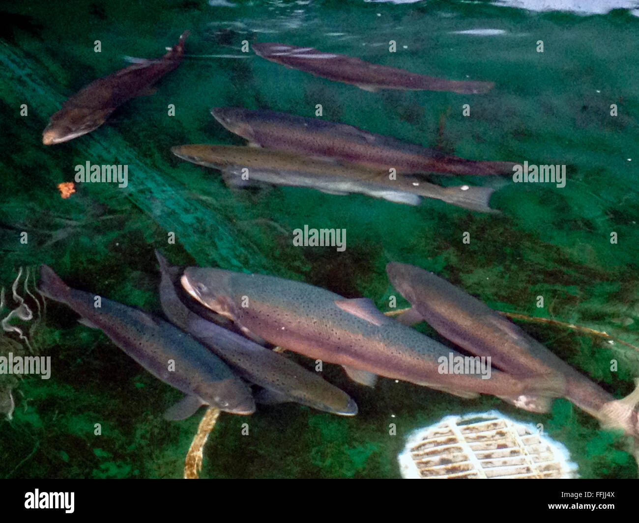 Salmon breeding stock in holding tank at hatchery near Brecon Powys ...