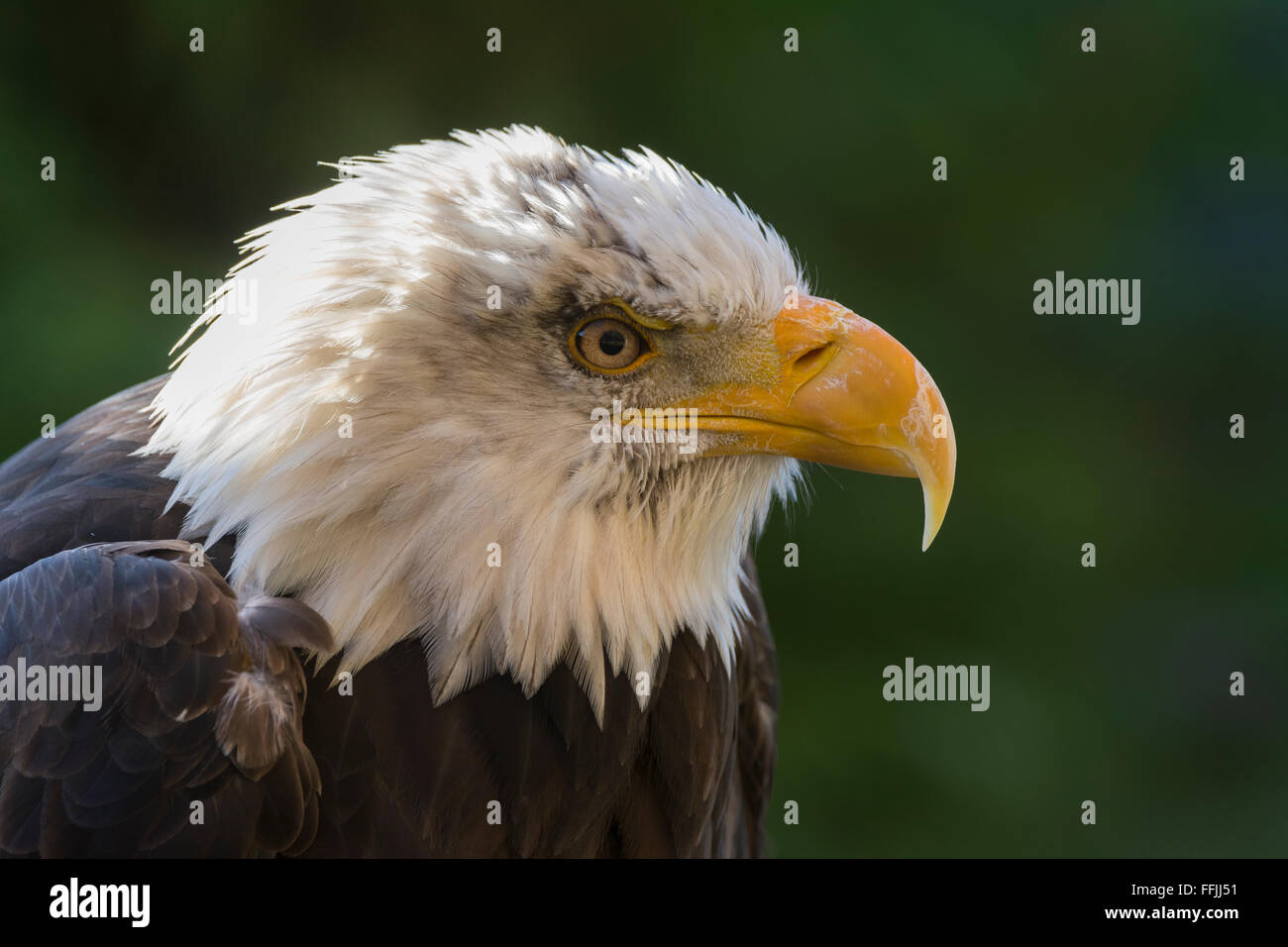 A headshot of a Bald Eagle Stock Photo - Alamy
