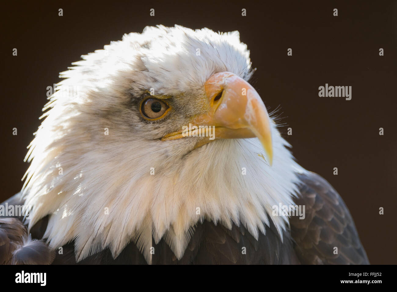 A headshot of a Bald Eagle Stock Photo - Alamy