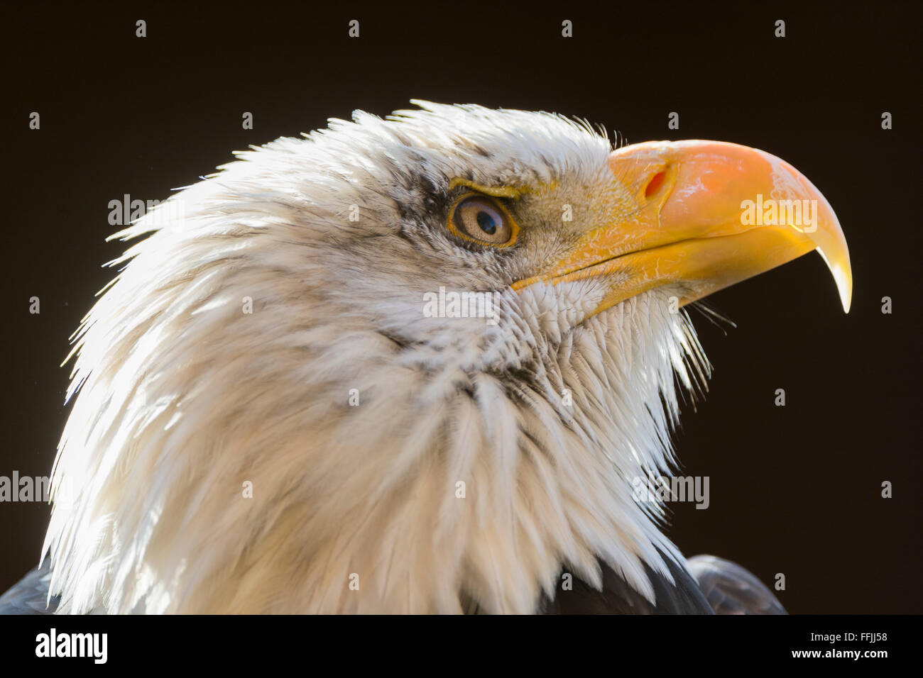 Bald Eagle Headshot Stock Photos & Bald Eagle Headshot Stock Images - Alamy