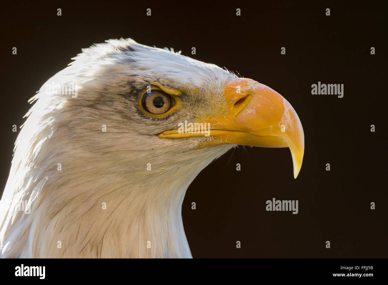 A headshot of a Bald Eagle Stock Photo - Alamy