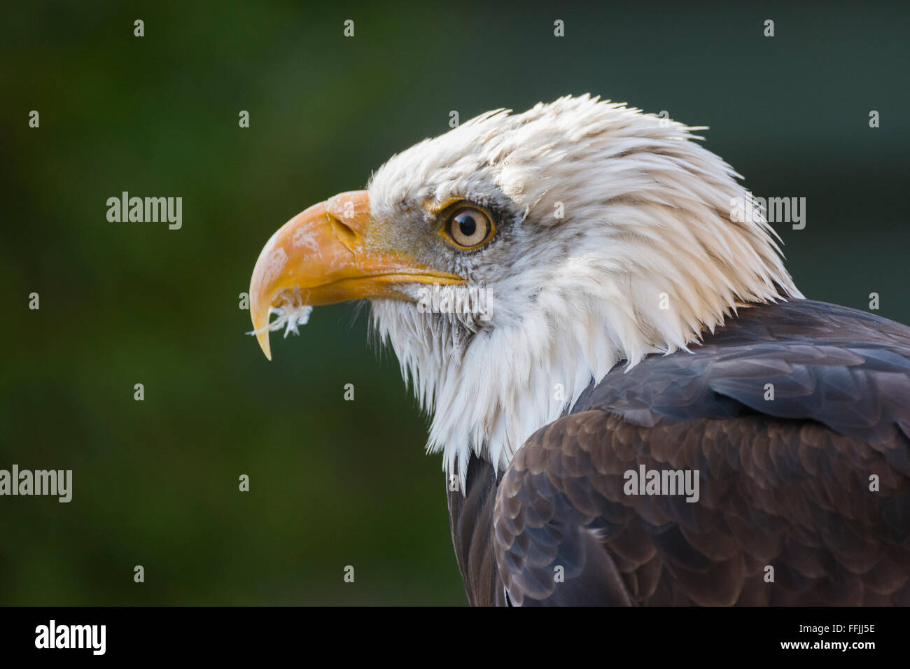Bald Eagle Headshot Stock Photos & Bald Eagle Headshot Stock Images - Alamy