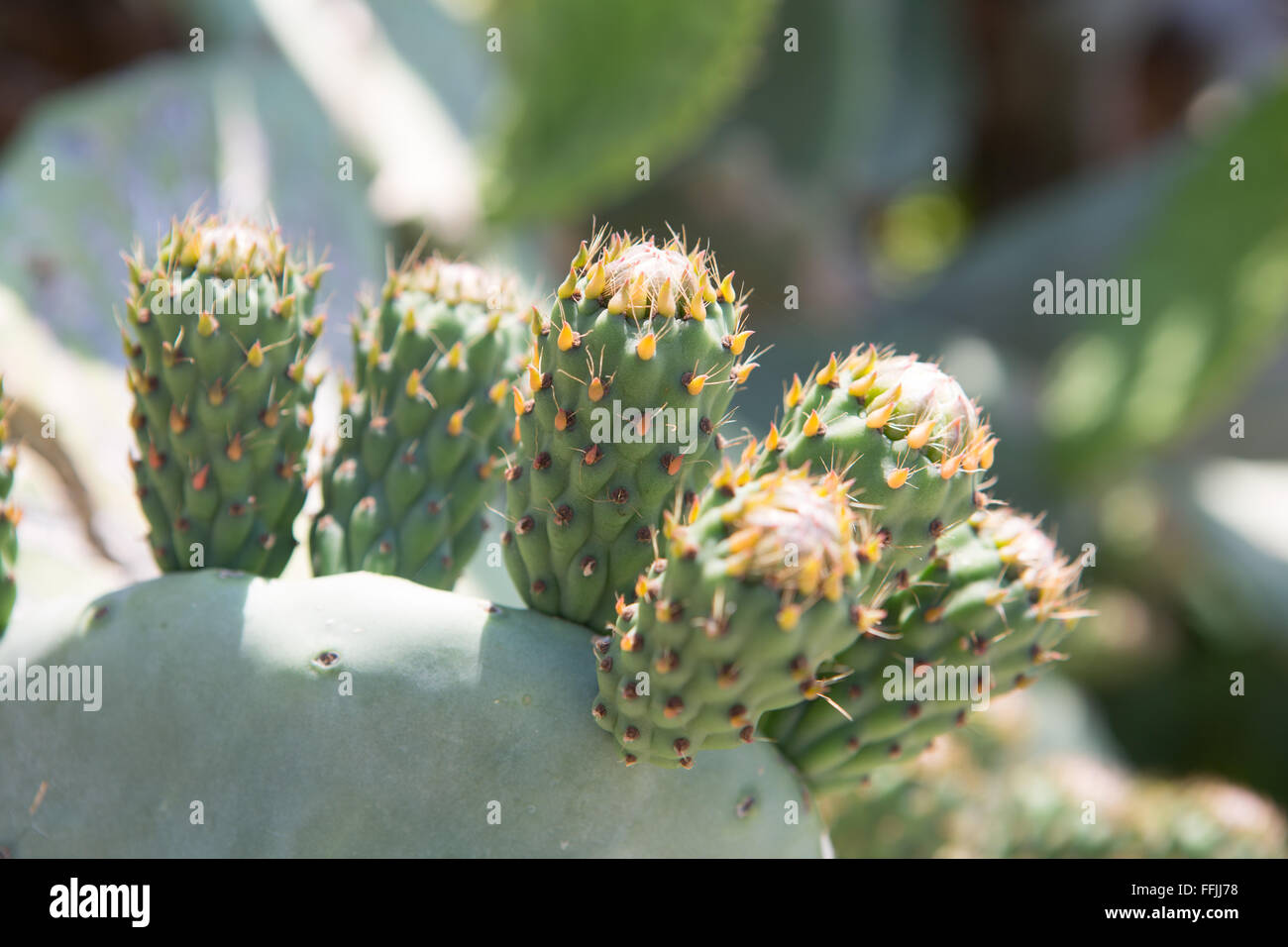 focus on a cactus Stock Photo - Alamy