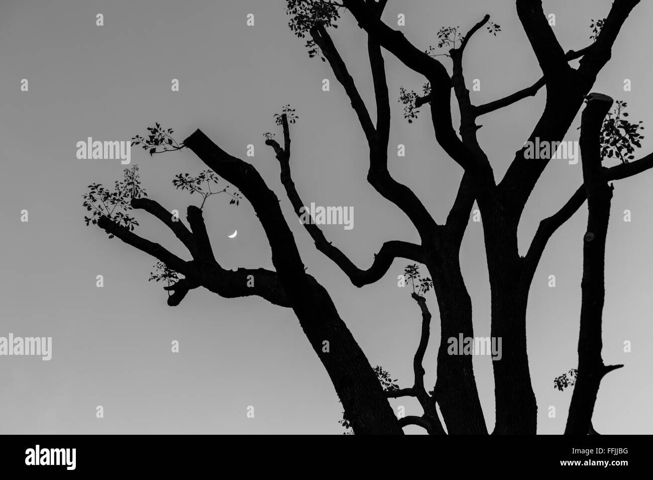 Silhouette of a heavily pruned plane tree against a clear sky with the ...