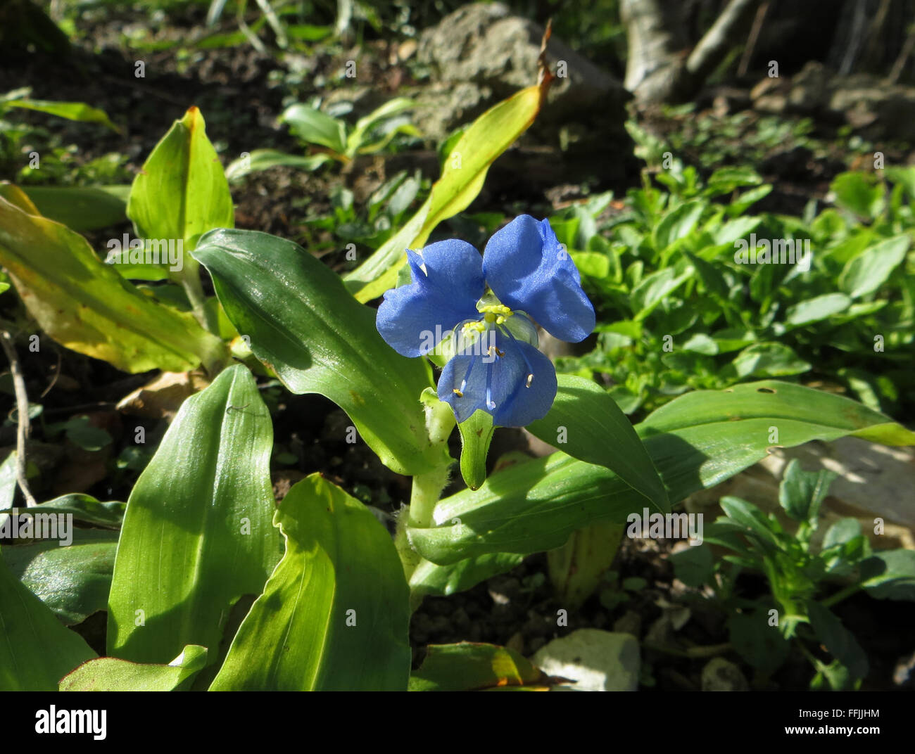 Macro shot of blue commelina flower (Commelina virginica) in a flower ...