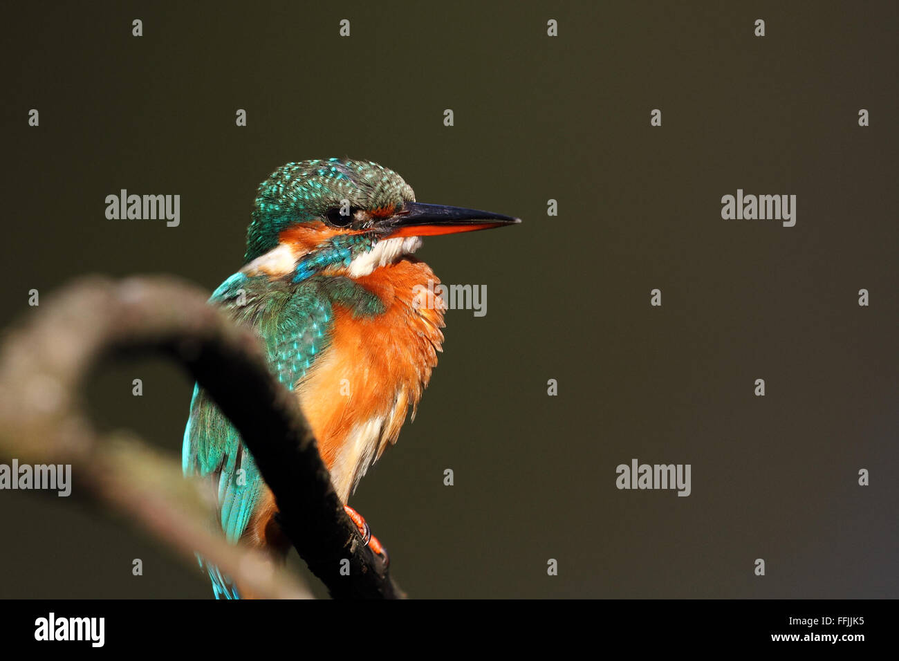 Kingfisher female (Alcedo atthis Stock Photo - Alamy