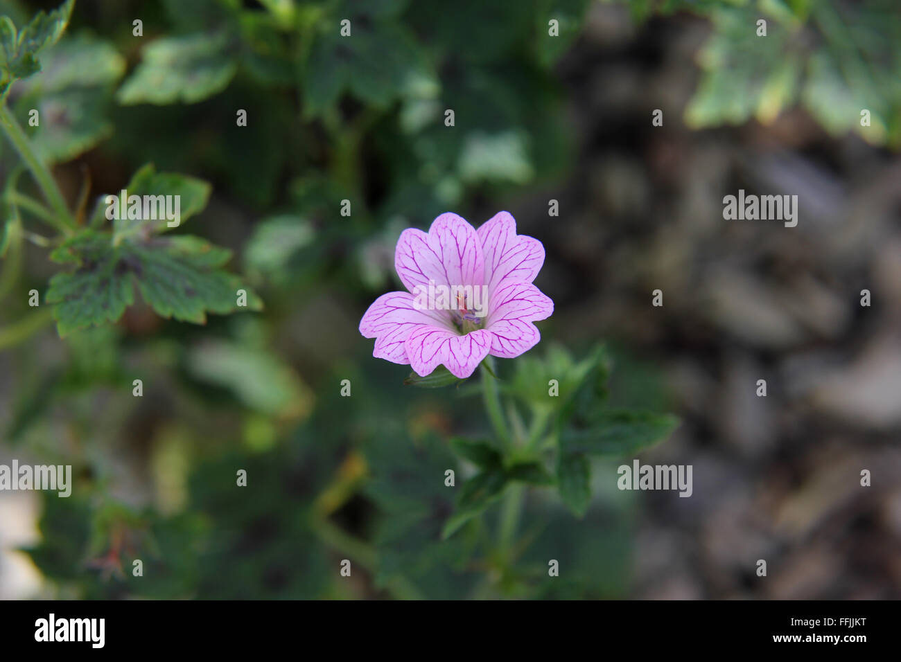 Geranium walters gift hi-res stock photography and images - Alamy