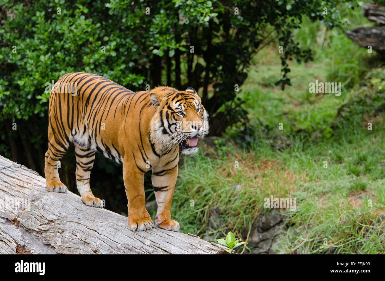 White bengal tiger head standing hi-res stock photography and images ...