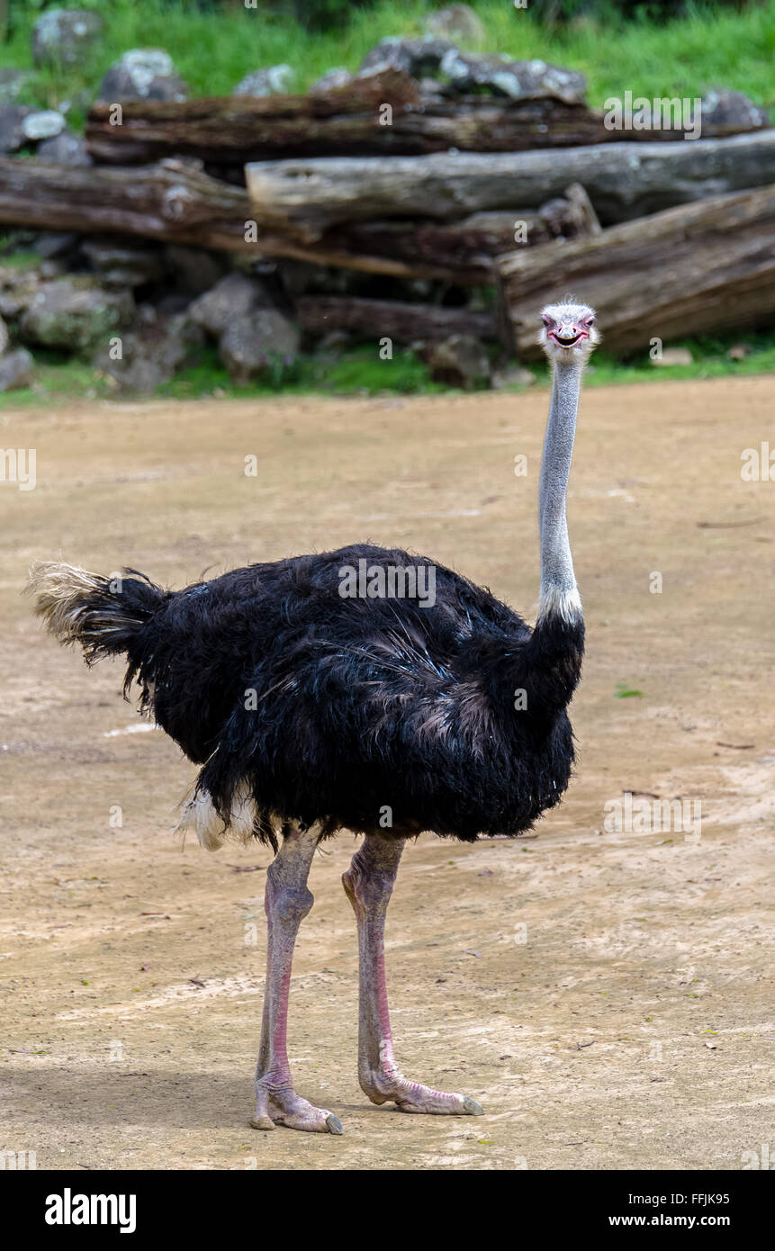 Ostrich smiling facing the camera Stock Photo - Alamy
