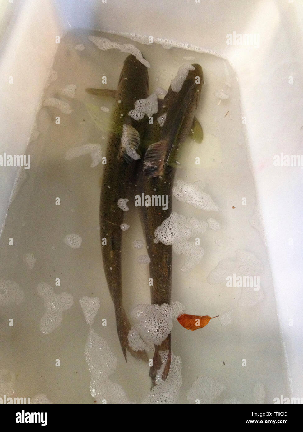 Anaesthetized hen salmon being prepared to have their eggs stripped at ...