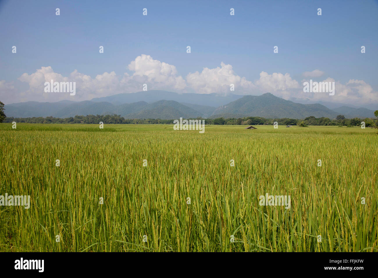 Rice field with mountain background Stock Photo - Alamy