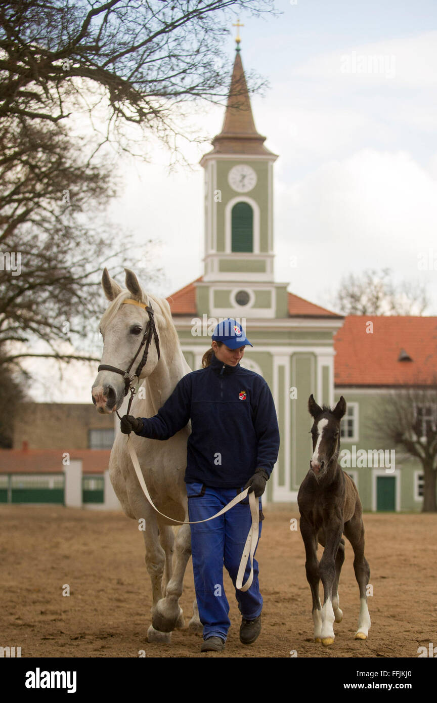 The first foal of the year 2016 was shown to public in the National ...