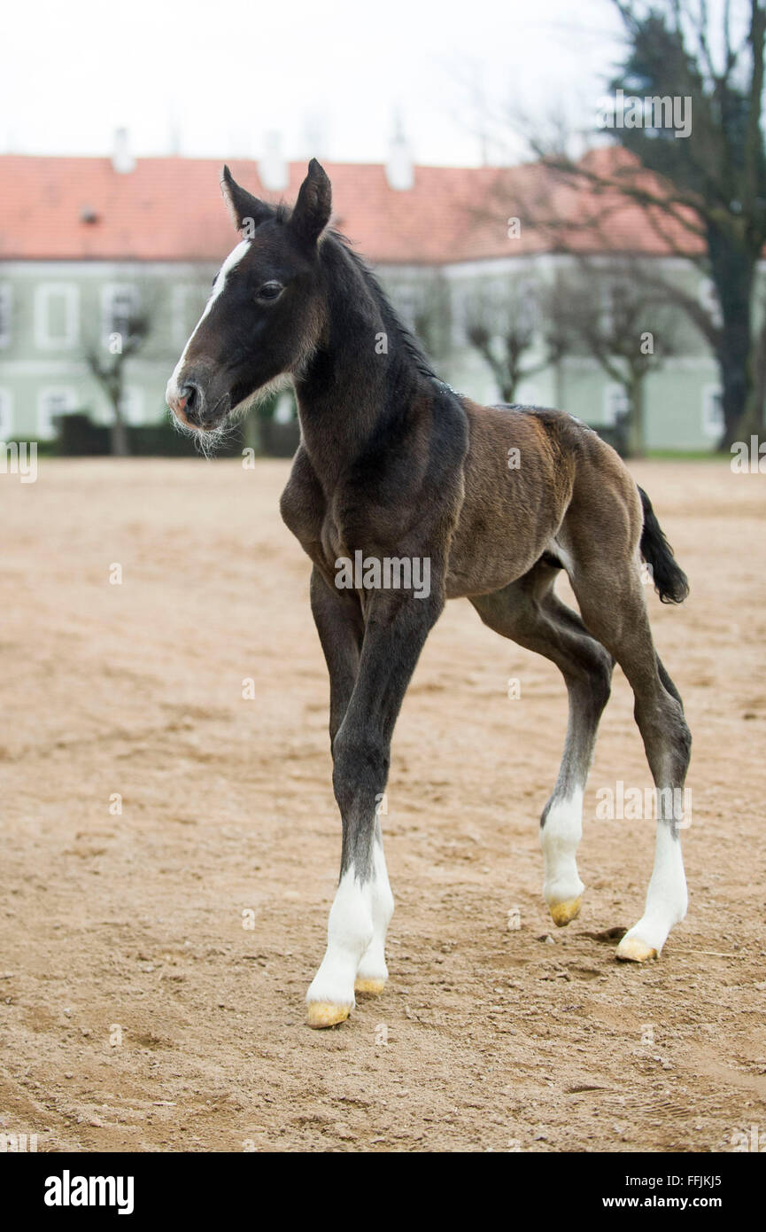 The first foal of the year 2016 was shown to public in the National ...