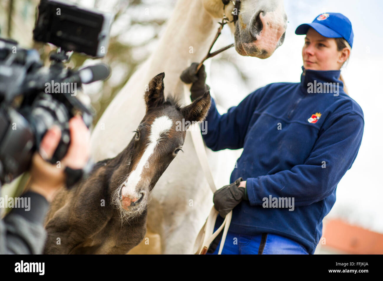 The first foal of the year 2016 was shown to public in the National ...