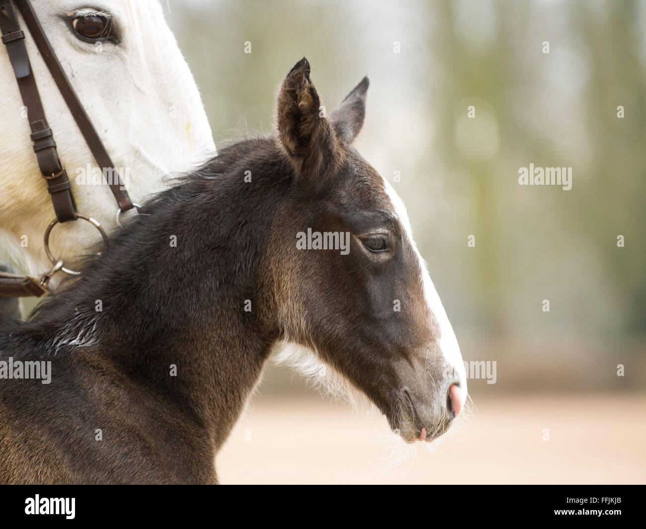 The first foal of the year 2016 was shown to public in the National ...