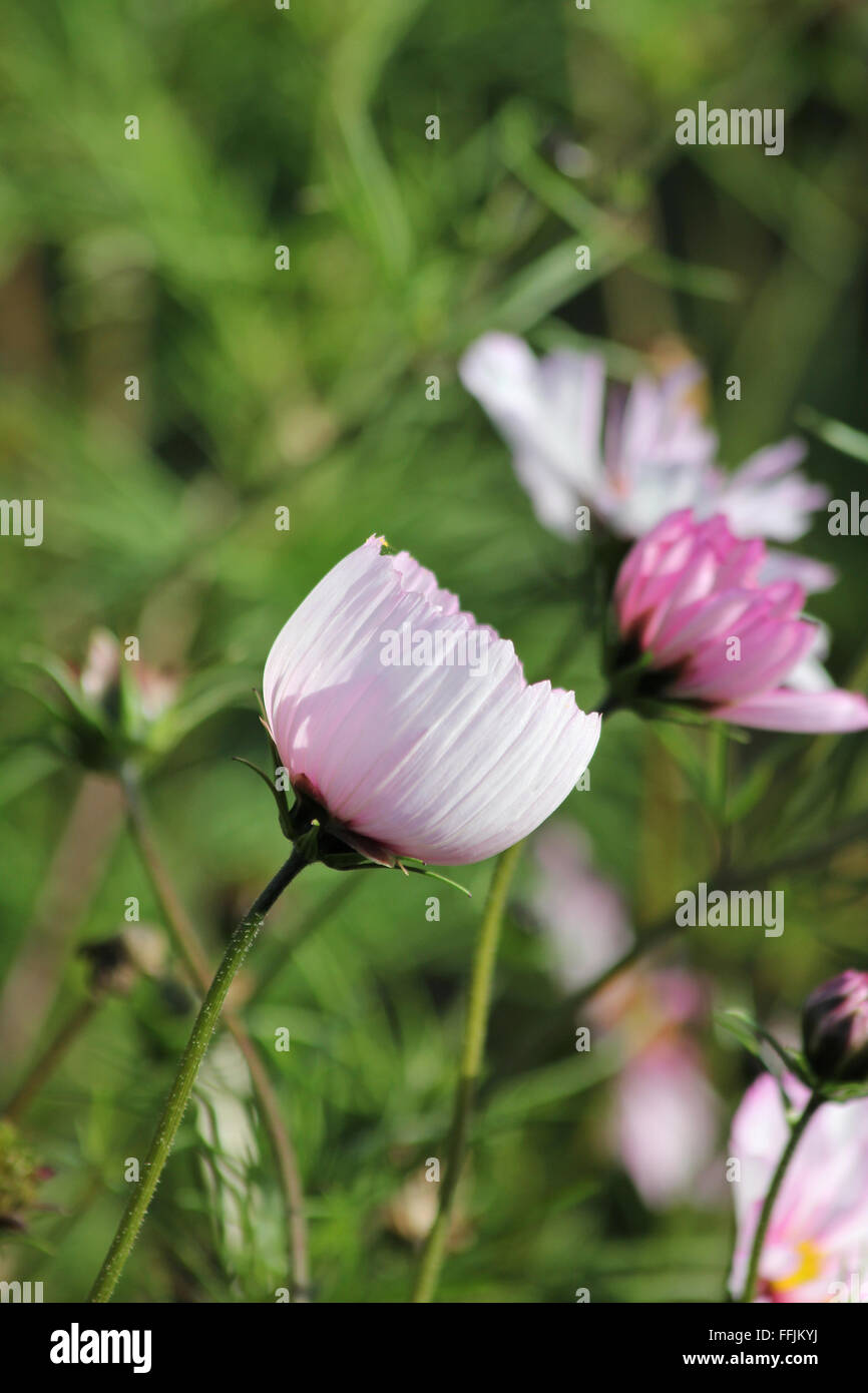 Side view of cosmos flower (Cosmos bipinnatus 'sweet sixteen') with ...