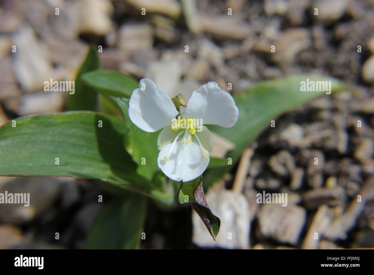 Macro shot of white commelina flower (Commelina virginica) and plant in ...