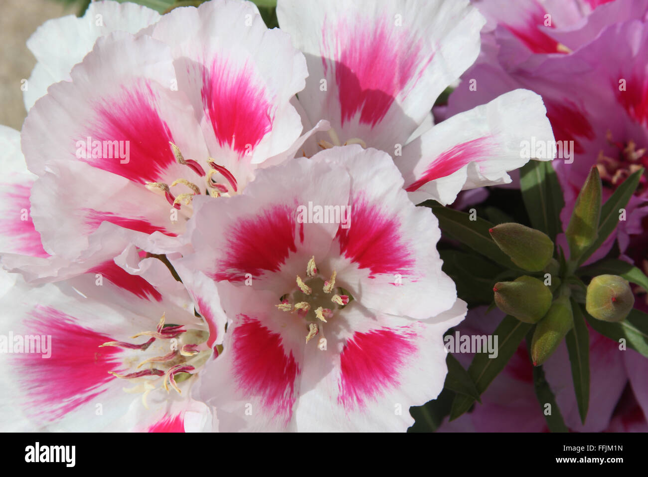 Clarkia hi-res stock photography and images - Alamy
