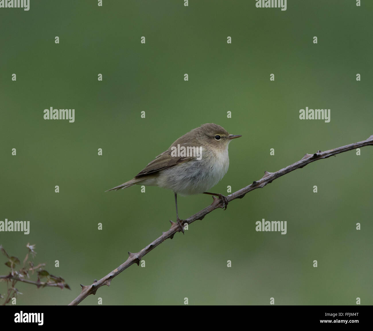 Phylloscopus Collybita Stock Photos & Phylloscopus Collybita Stock ...