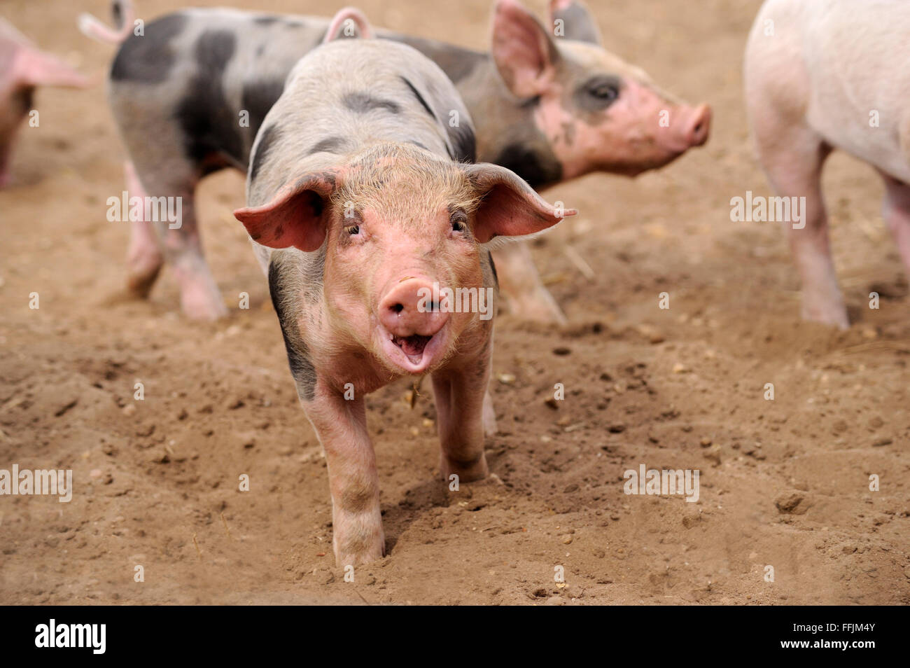 Domestic piglet, humorous look, in pig enclosure on pig farm in Suffolk ...