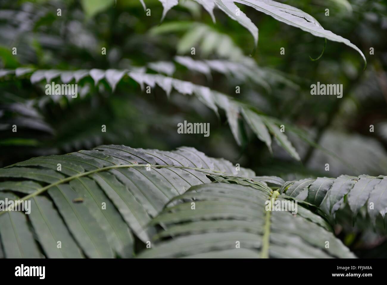 A nice image of some wonderful greenery in the forest of Oahu Hawaii ...