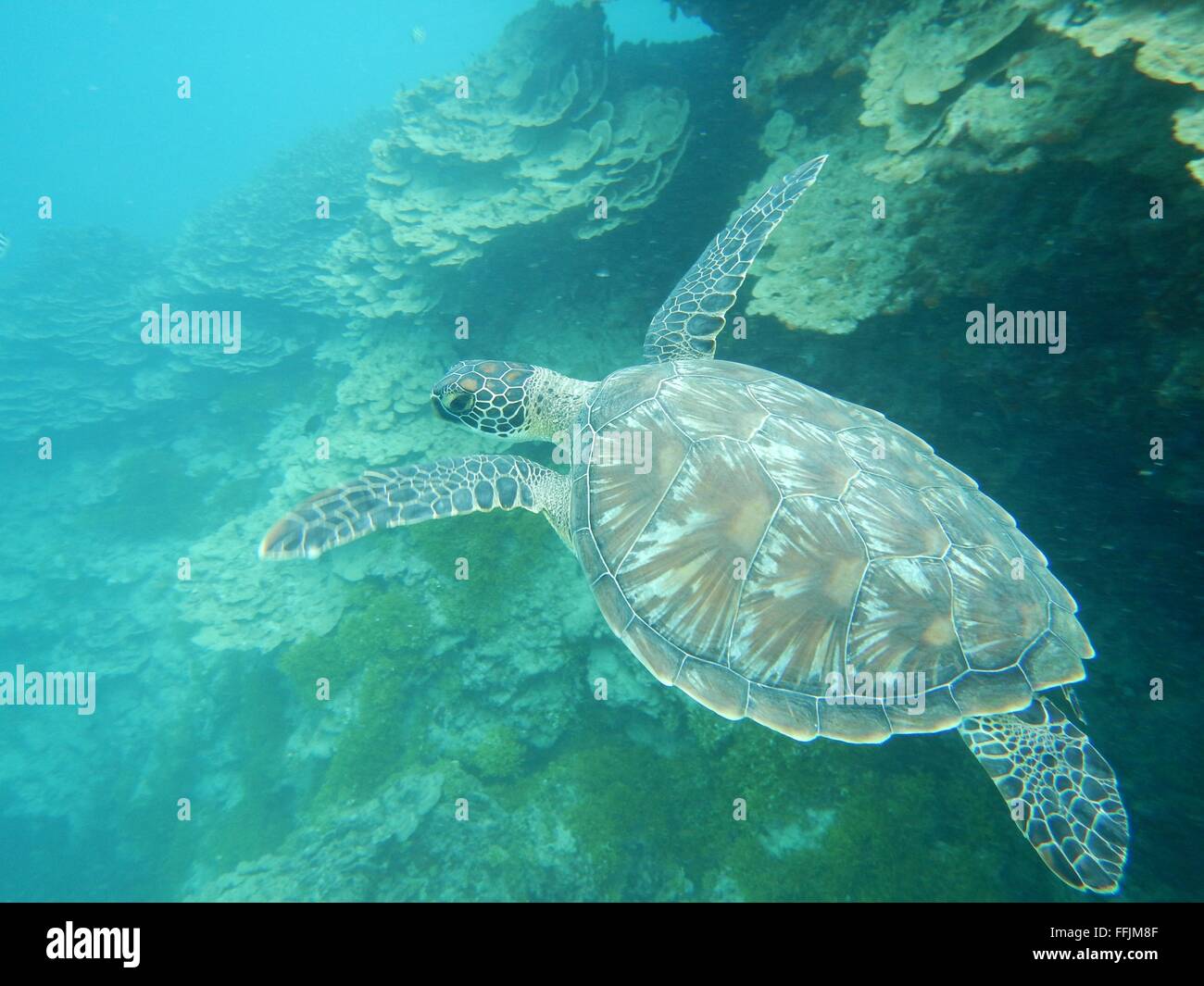 Turtle flippers hi-res stock photography and images - Alamy