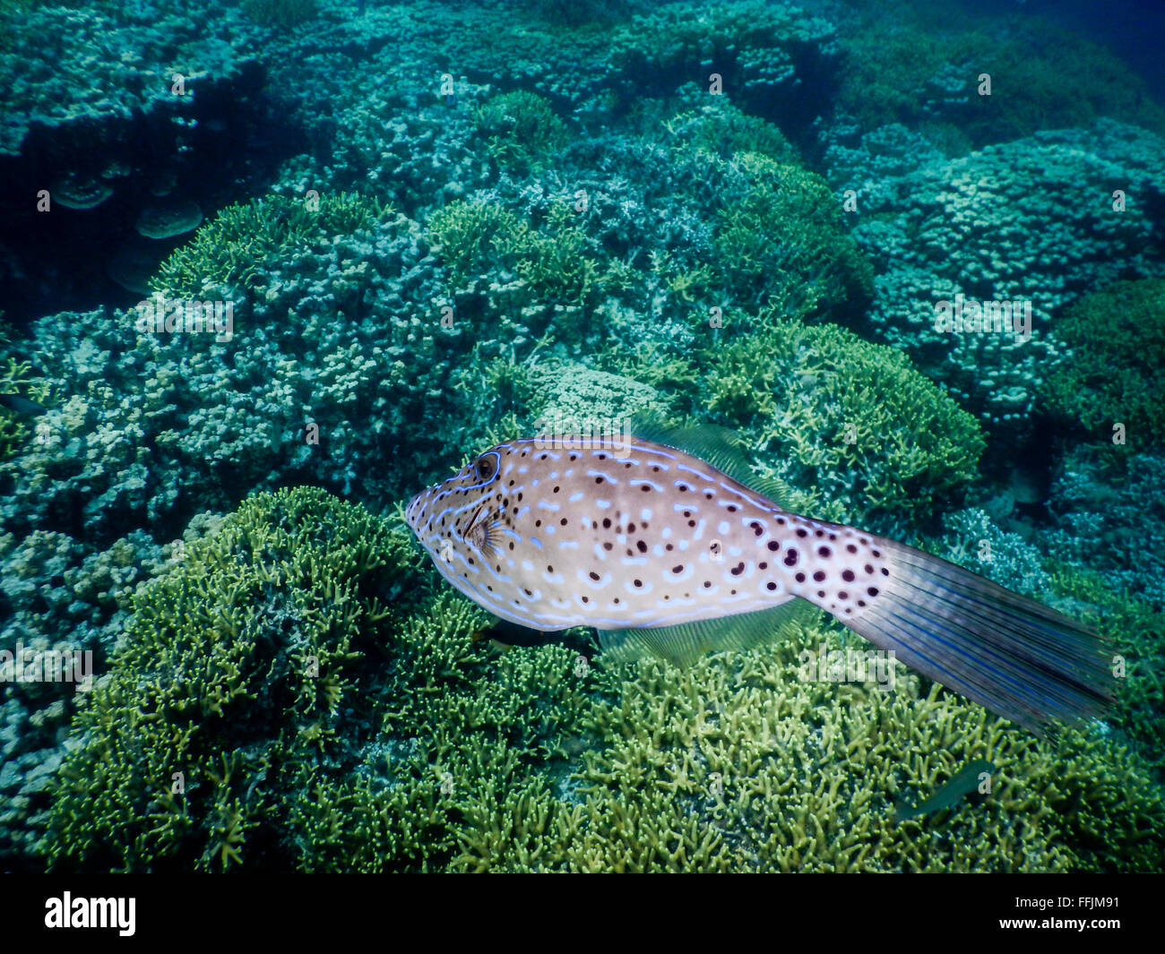 Filefish hi-res stock photography and images - Alamy
