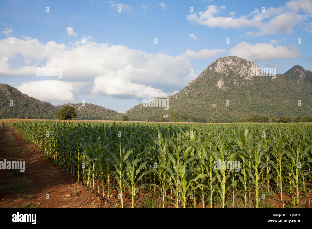 Green field with corn at sunrise Stock Photo - Alamy