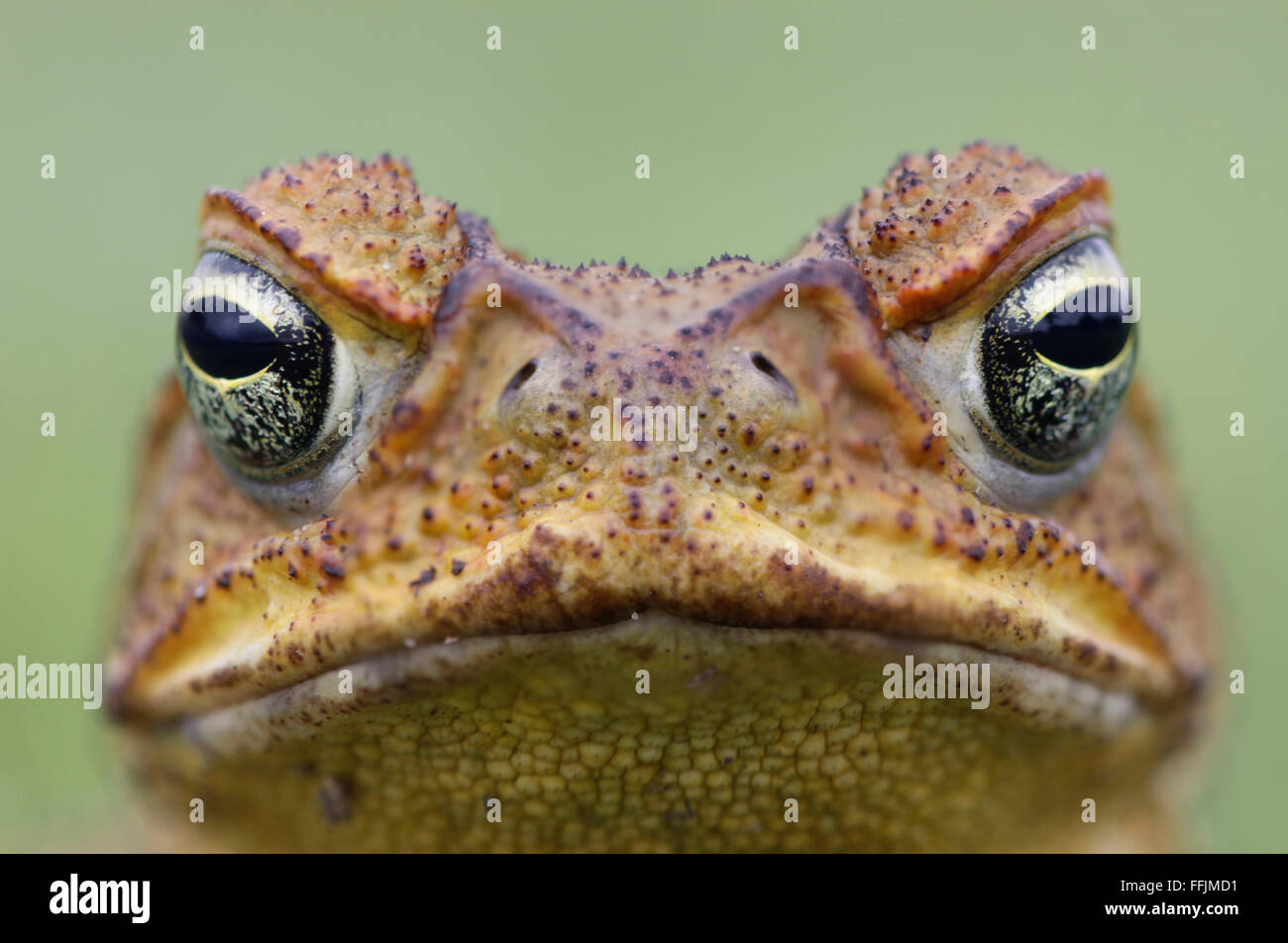 Cane Toad - Bufo marinus - also known as a giant neotropical or marine ...
