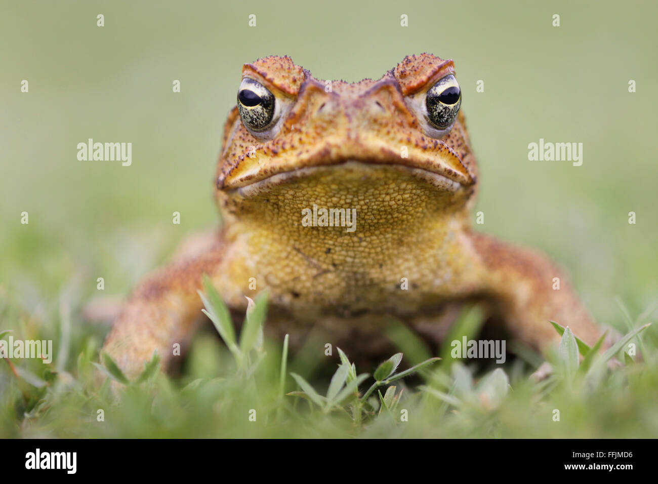 Toad face hi-res stock photography and images - Alamy