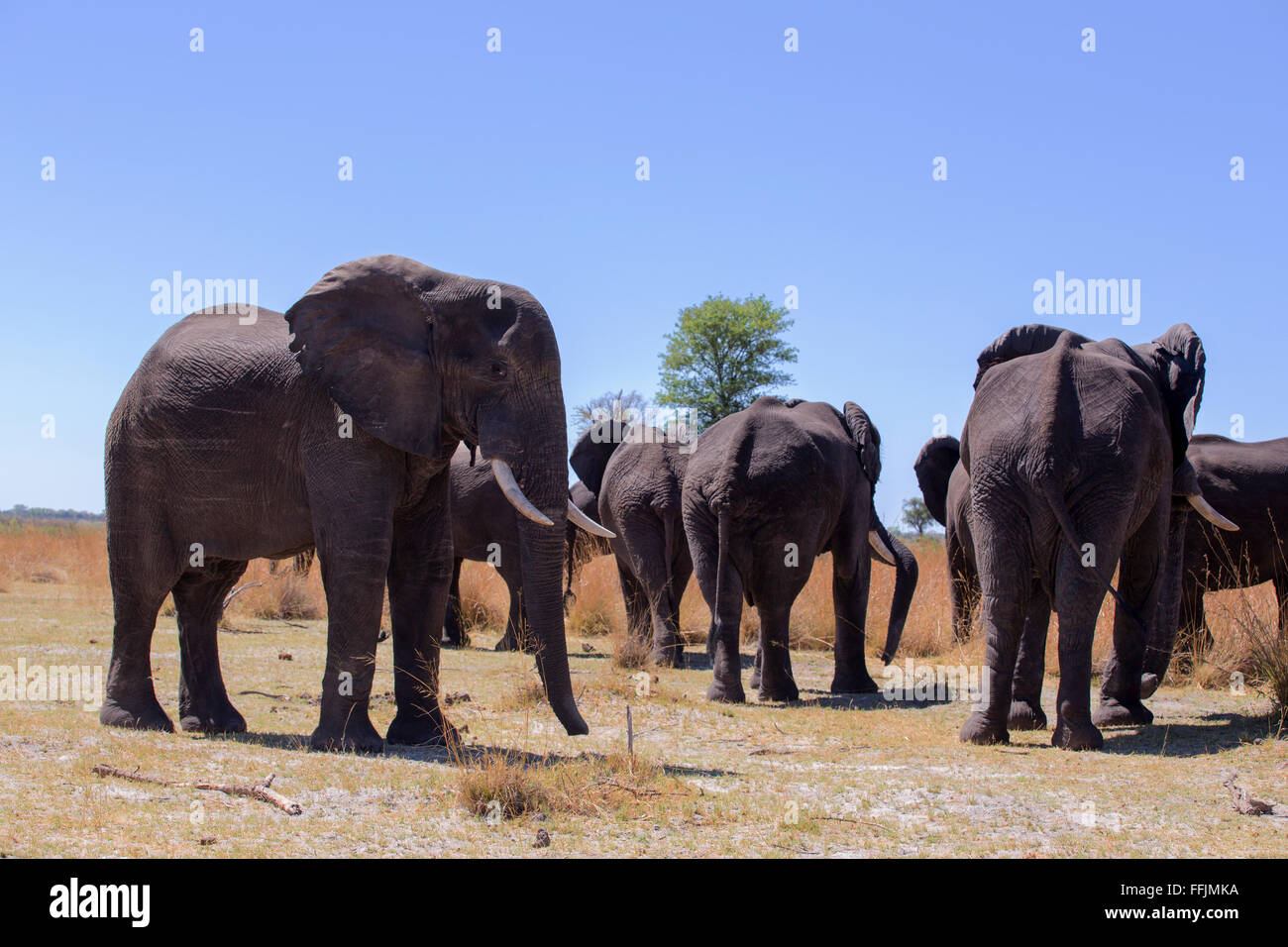 herd of African elephants at bush, Caprivi Game Park, Namibia. True ...