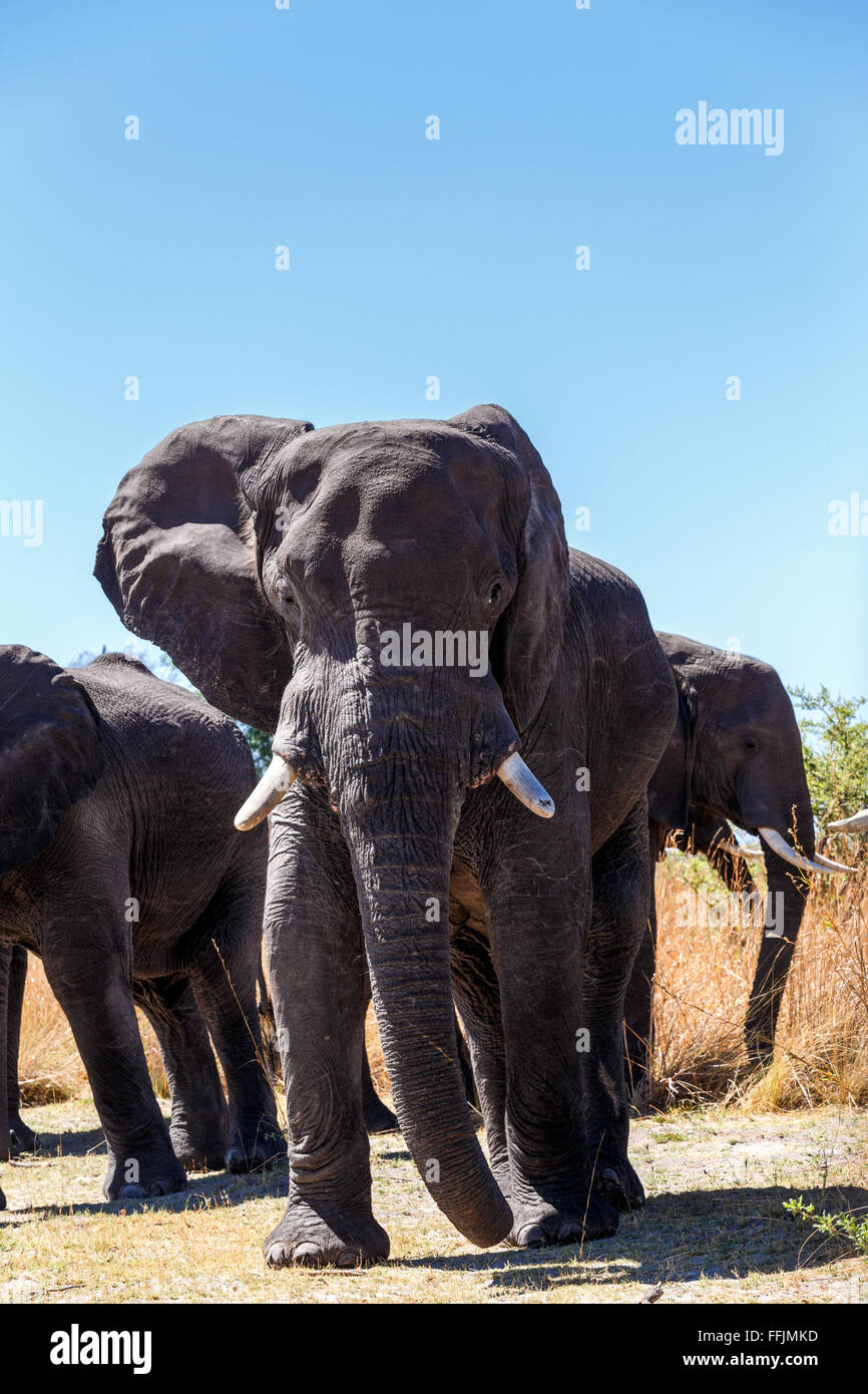 herd of African elephants at bush, Caprivi Game Park, Namibia. True ...
