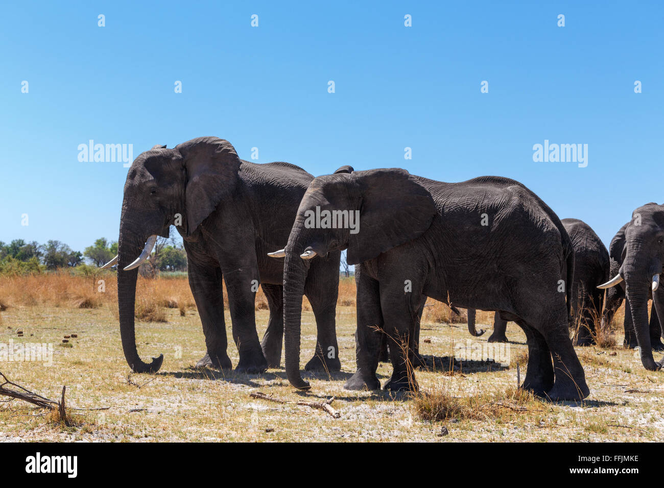 herd of African elephants at bush, Caprivi Game Park, Namibia. True ...